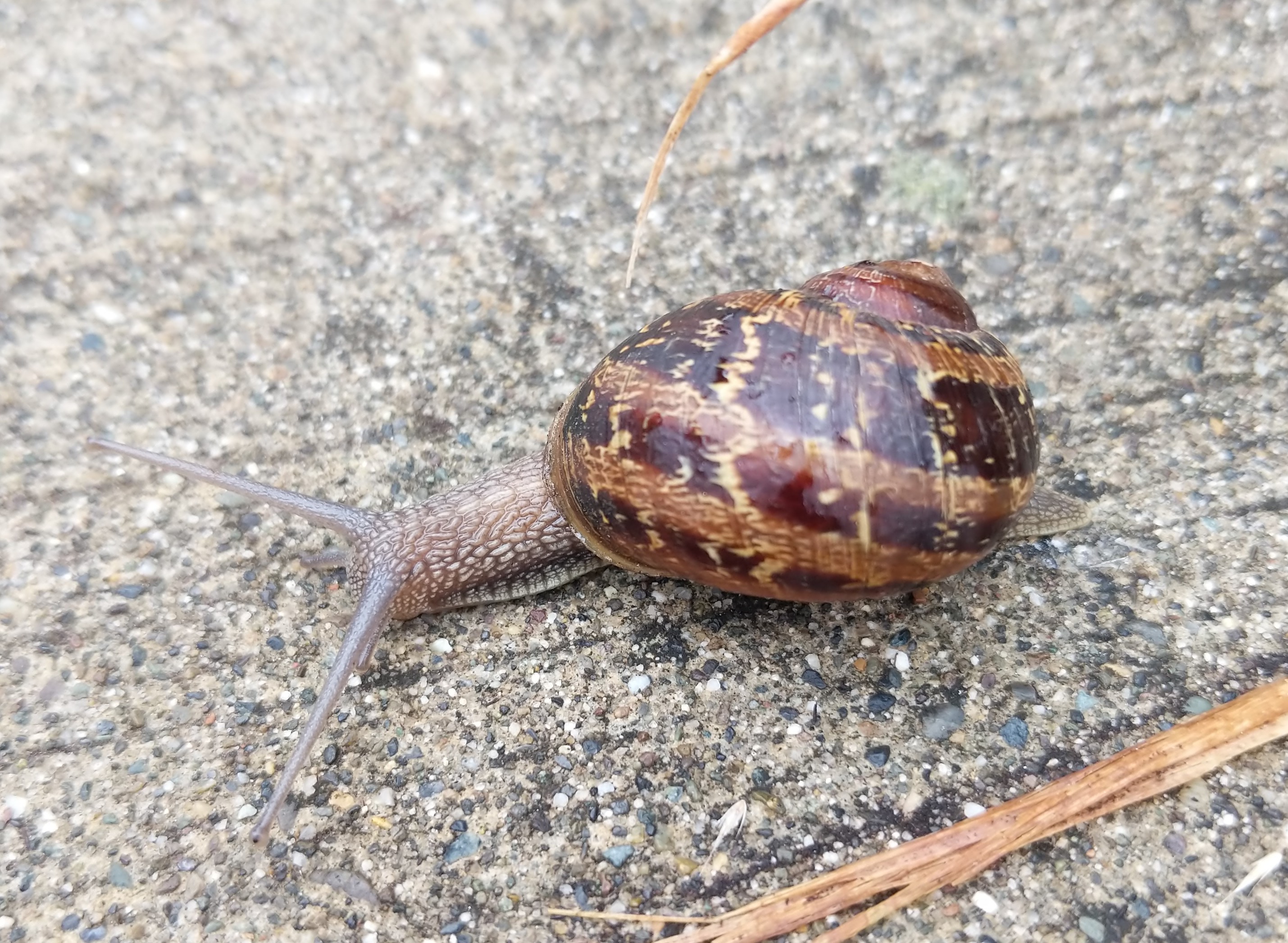 Cool Snail Pics